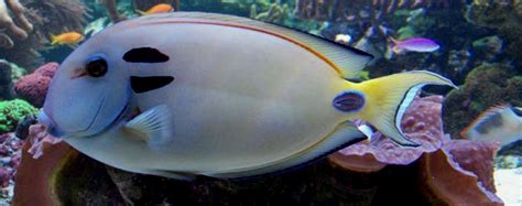 Tennenti Tang