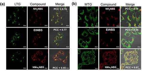 Subcellular localization of NH NBS EtNBS and NMe NBS nM λex Download Scientific