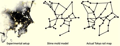 Slime Mold Can Solve Exponentially Complicated Problems In Linear Time