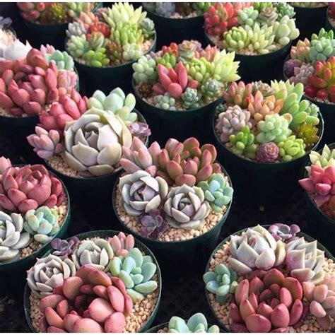 Jual Paket Sukulen Arrangement Warna Warni Cantik Bonus Pot Kotak Bulat Dan Media Tanam
