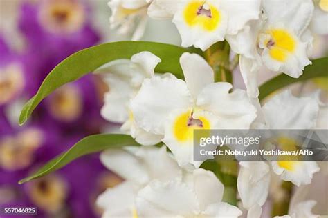 Yellow Dendrobium Orchids Photos And Premium High Res Pictures Getty