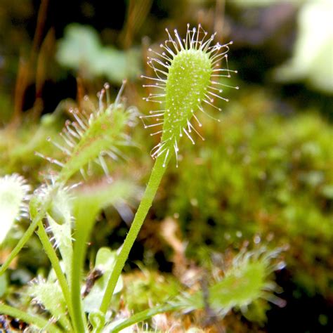 Sundew Drosera Seeds South West Carnivorous Plants