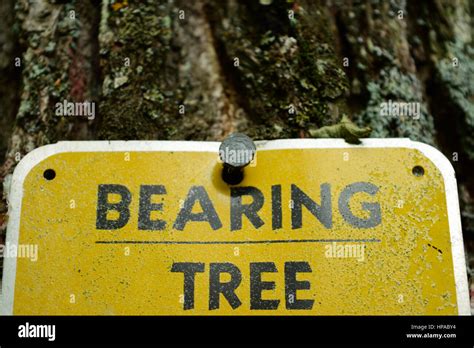 Land Survey Bearing Tree Marker Stock Photo Alamy
