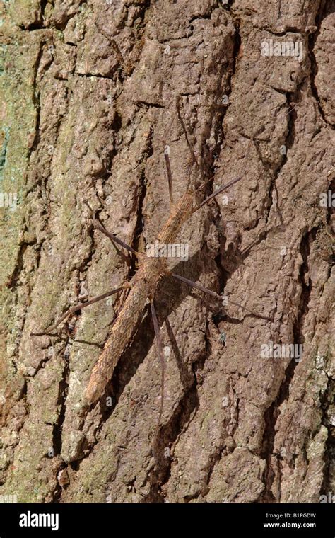 FEMALE On Tree Bark SPINY STICK INSECT Camouflage And Unconscious Mimicry Shape And Colour