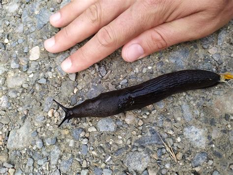 A Unit Of A Slug R Absoluteunits