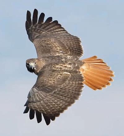 Birding Around Lake Tahoe