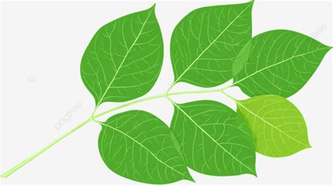 Green Tea Leaf Vector Art Png Illustration Of Tea Leaf Natural Eat Vector Png Image For Free