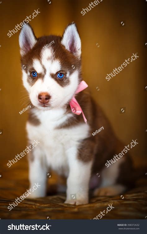 Brown Huskies With Blue Eyes