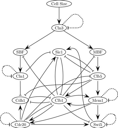 yeast network the cell cycle network of the budding yeast download