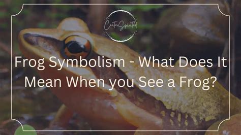 Frog Symbolism What Does It Mean When You See A Frog
