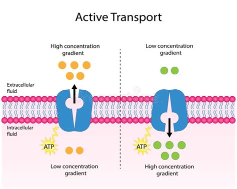 Passive Transport Simple Diffusion And Facilitated Diffusion Through A Specific Or Non Specific