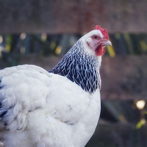 Tree Range Alexandra