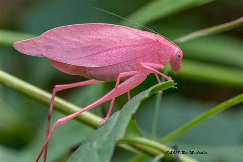 Pink Katydid Rondeau Provincial Park Ontario Canada