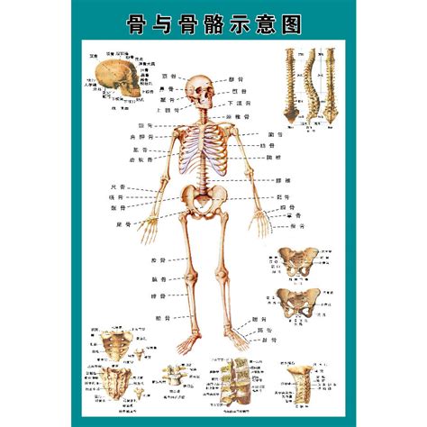 【人体骨骼结构示意图】结构分类特性苹果绿