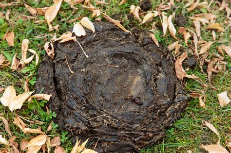 Making Good Effluent Irrigation Decisions Reptec