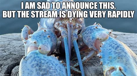 Sad Lobster Memes Memebase Lobster All Your Memes In Our Base