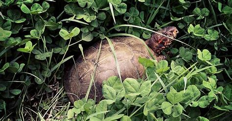 Have You Seen This Turtle Imgur