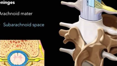 Subarachnoid Space Spinal Cord Subarachnoid Space Spinal Cord