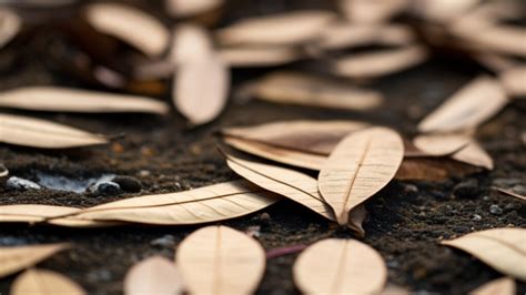 Temukan 9 Manfaat Daun Kering Yang Bikin Kamu Penasaran