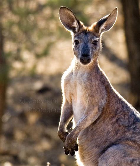 Big Ears Peter Macdonald Photo
