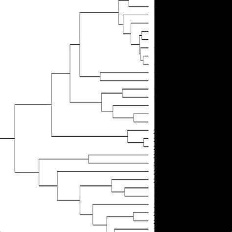 Dendrogram Derived From The Rapd Pcr Profiles Generated With Primers M13 Download Scientific