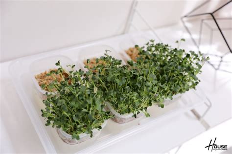 새싹재배기로 무순 키우기 새싹채소 수경재배기 네이버 블로그