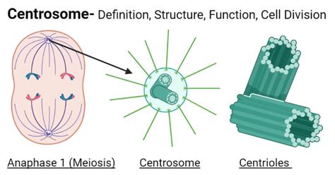 Centrosome Definition Structure Functions Diagram