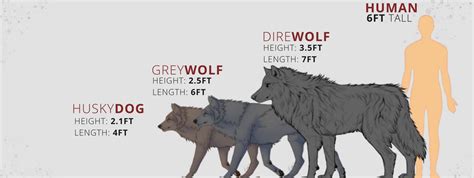 dire wolf return - THE RIDGEWOOD BLOG.