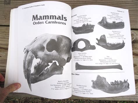 Vertebrate Fossils A Neophytes Guide By Frank Kocsis Recently Sold