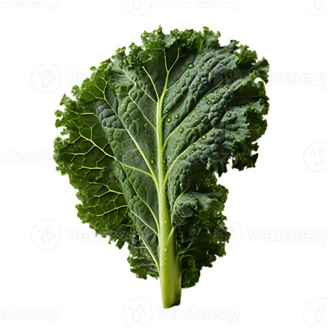 Fresh Kale Leaf 28828757 Png