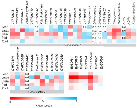 Gene Discovery And Virus Induced Gene Silencing Reveal Branched Pathways To Major Classes Of