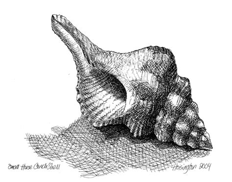 Free Conch Shell Drawing Download Free Conch Shell Drawing Png Images Free ClipArts On Clipart