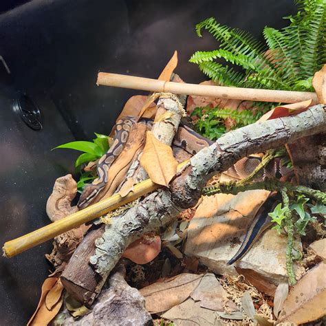 Finished Bioactive Naturalistic Ball Python Habitat R Bioactive