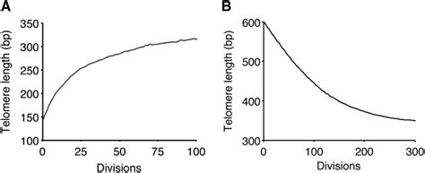 Simulation Of Telomere Length Dynamics A Starting With An Initial Download Scientific