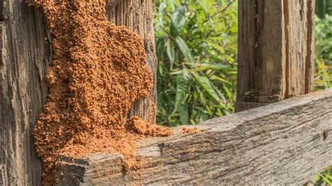 The Common Types Of Termites Species In Malaysia My