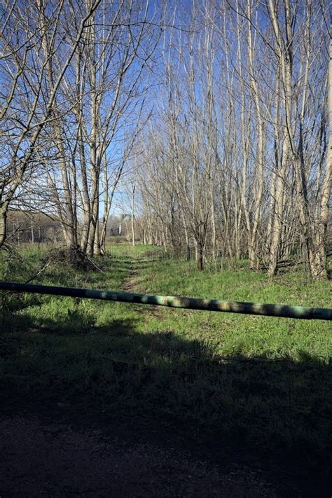 Grass Path Between Thick Bushes Sunny Weather Stock Image Image Of