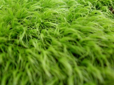 🔥 Grass Full Hd Background Images Download Cbeditz
