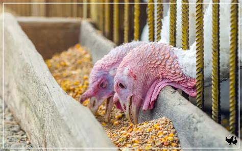 Poultry Farming The Ultimate Guide For Beginners Learnpoultry