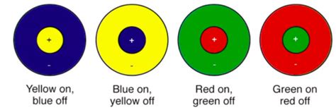 Primary Visual Pathway Biological Flashcards Quizlet