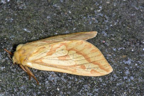 Ceredigion Moths Ghost Moth