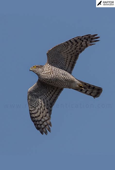 Eurasian Sparrowhawk Raptor Identification The Complete Raptors Guide