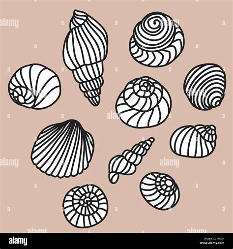 Sea Shell Vector Line Drawing Illustration Stock Vector Image And Art Alamy