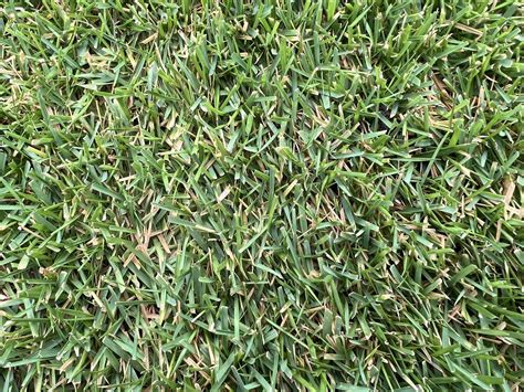 高温による除草剤の薬害の症状とネキリムシ注意報 ｜ 芝生のお手入れとガーデニング