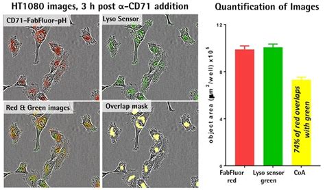 Cancer Drug Discovery Antibody Internalization Assays