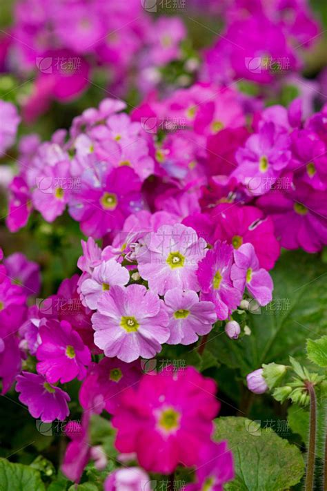 特写 樱草花 自然 垂直画幅 美 绿色 红色 春天 樱草属 植物