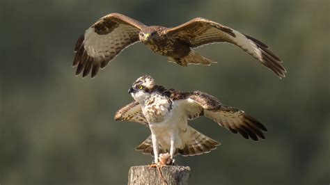 Osprey Vs Buzzard By Leon Goudriaan 500px