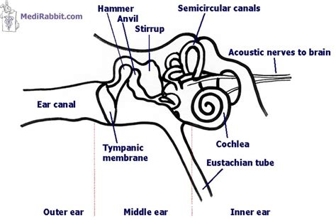 Ear Anatomy Rabbit At Zelma Radford Blog