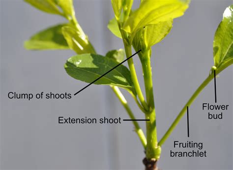 Which Tree Would You Choose