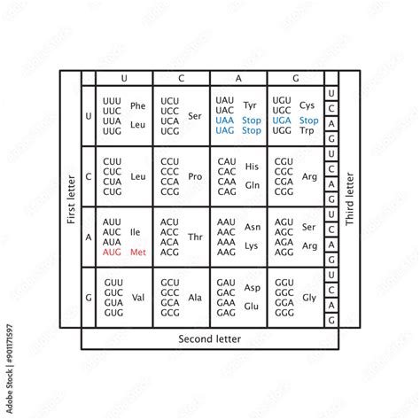 Vetor De Table Of Rna Codons Genetic Biological Code Of Amino Acids Amino Acid Sequence Chart
