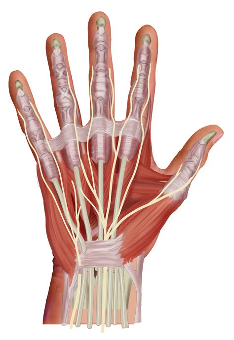 Slagter Drawing Palmar Surface Of Hand No Labels Anatomytool